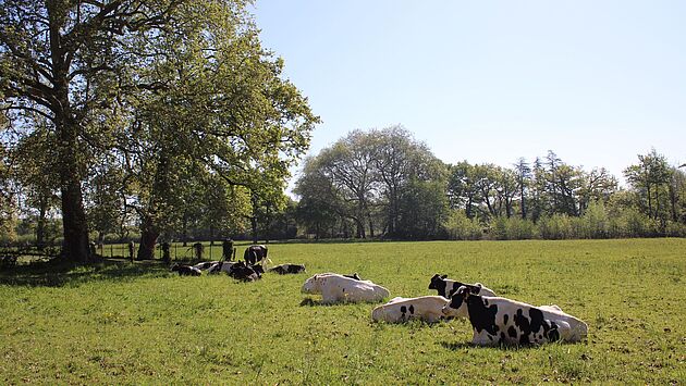 Institut de l'Élevage - Idele.fr
